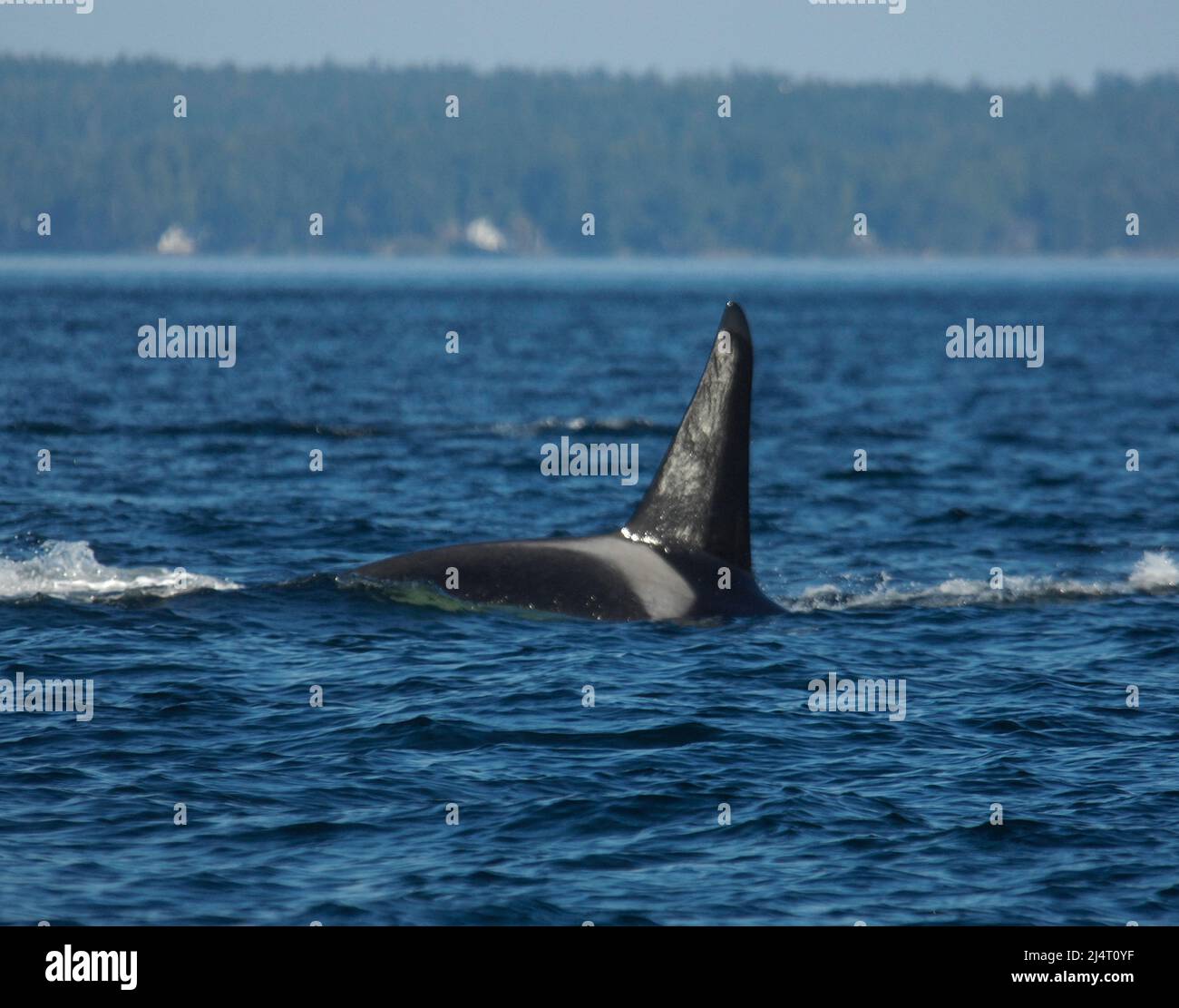 Orca island san juan hi-res stock photography and images - Alamy
