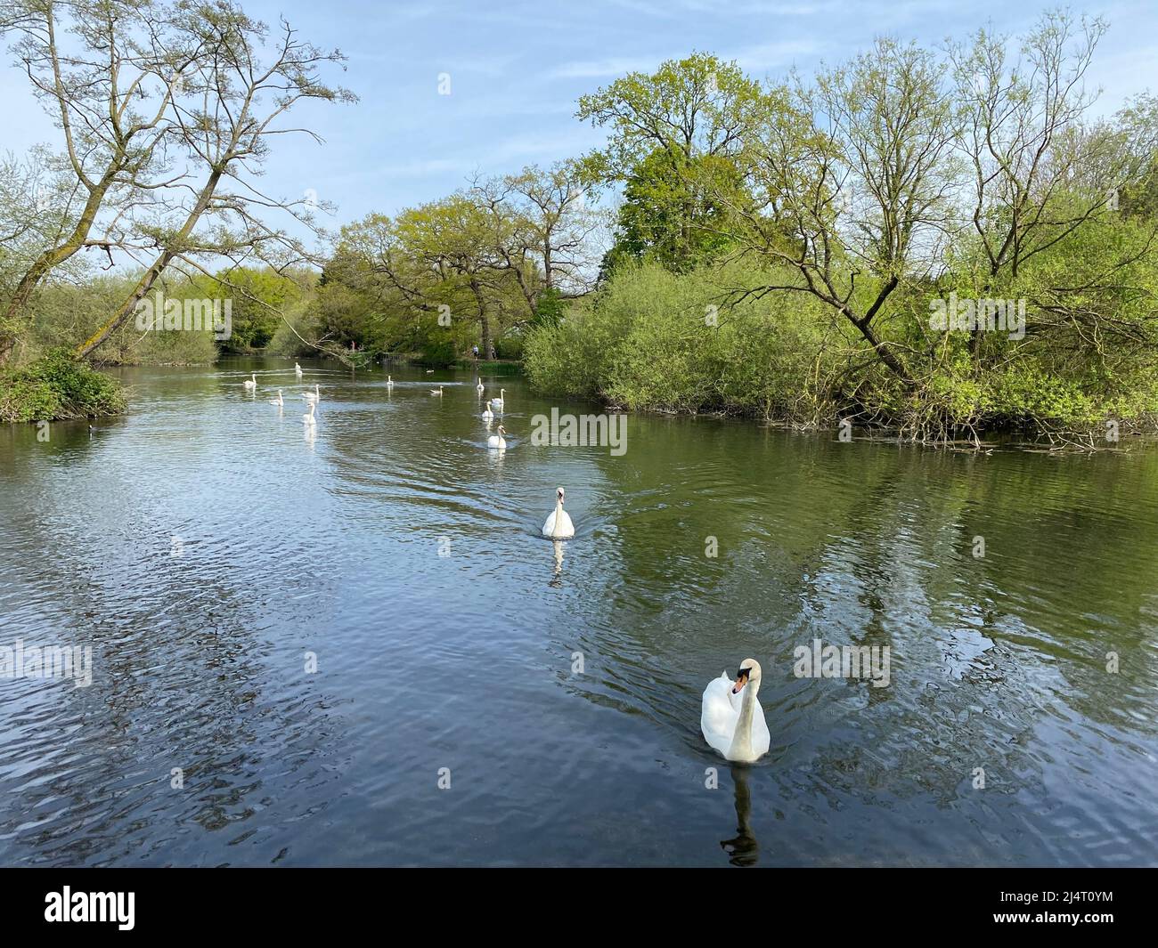 Swans enjoying the sunshine swimming in Little Britain Lake after a ...