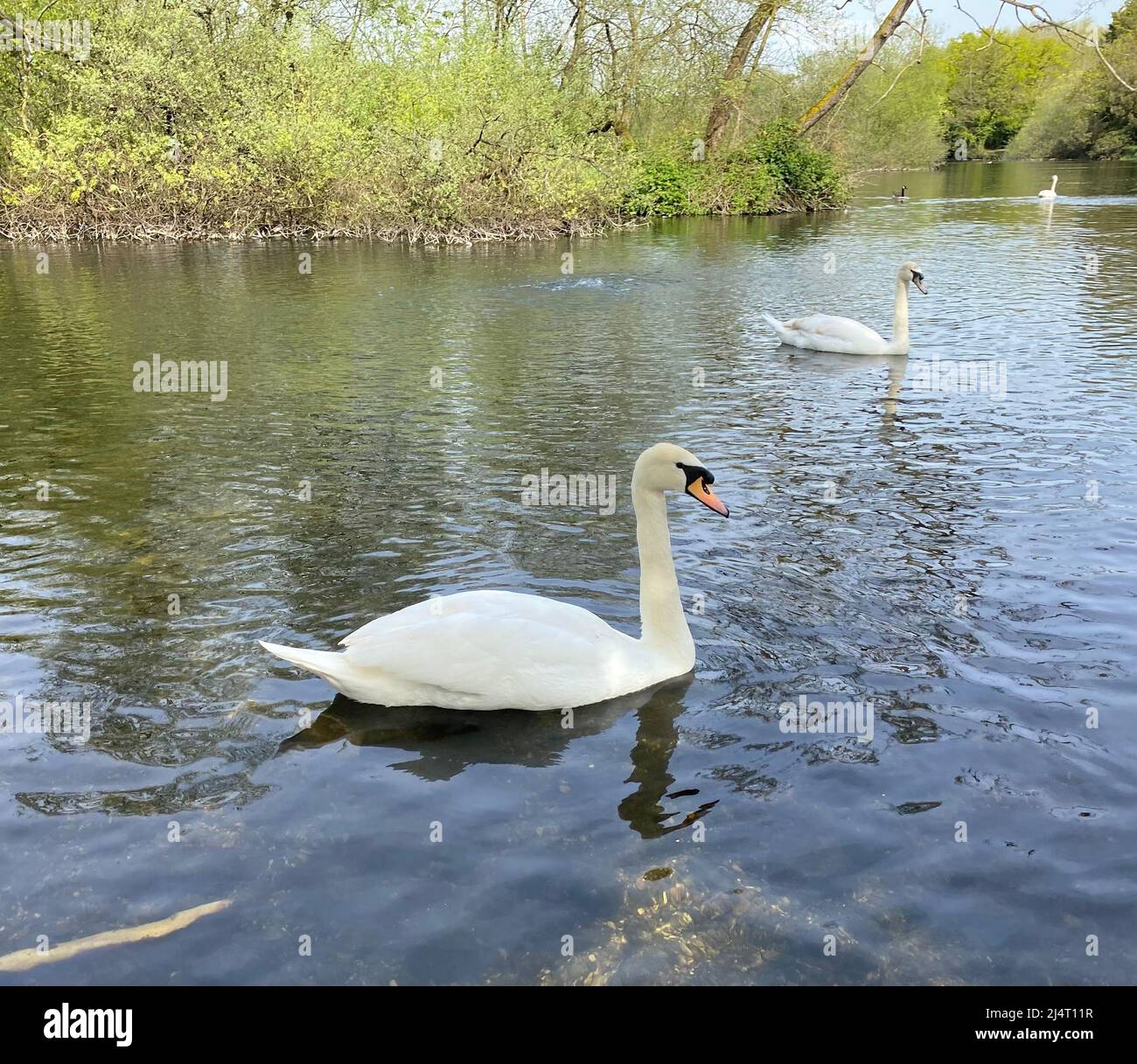Swans enjoying the sunshine swimming in Little Britain Lake after a ...