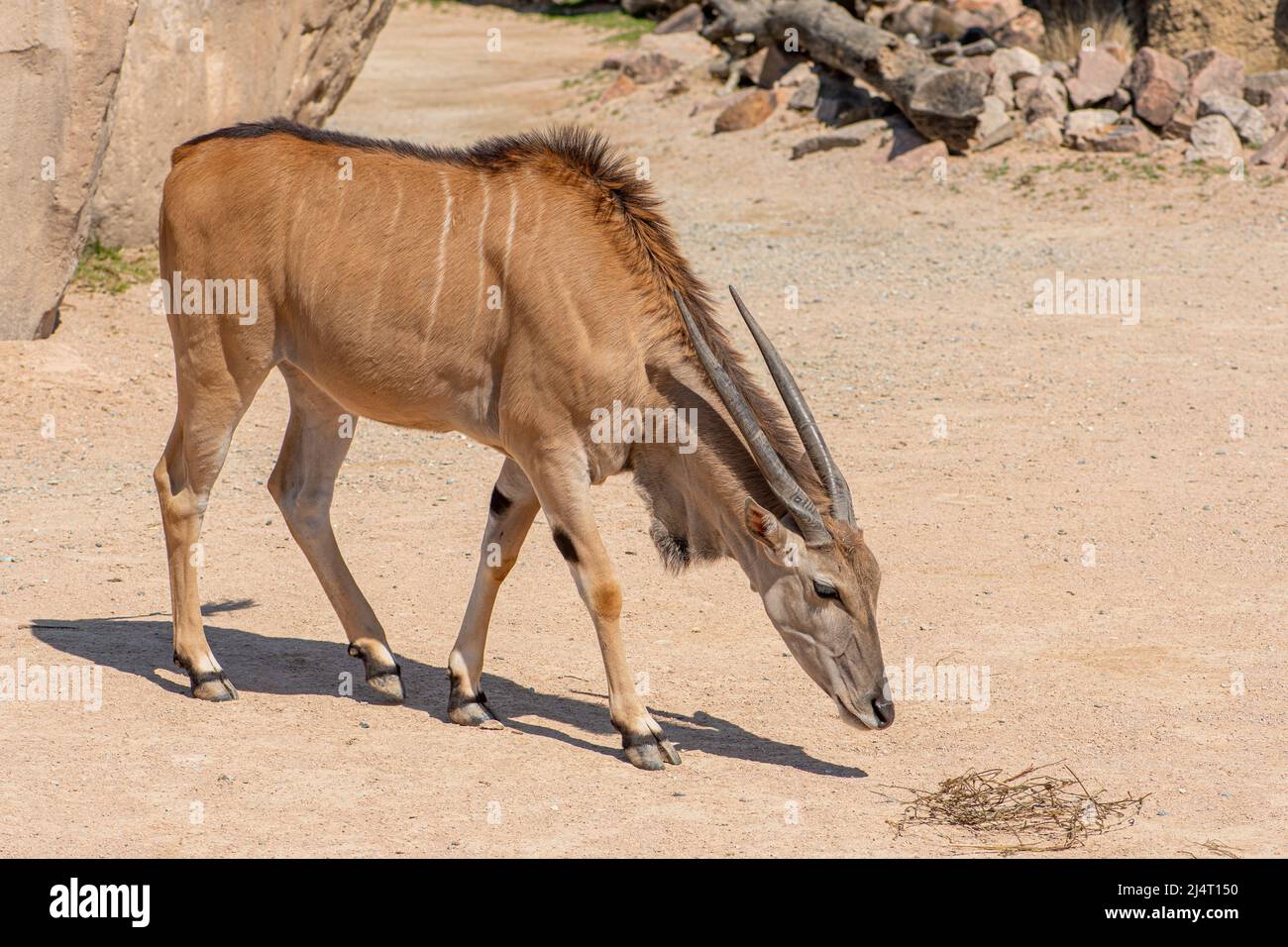 Common eland bull walking, Taurotragus oryx, also known as the southern ...