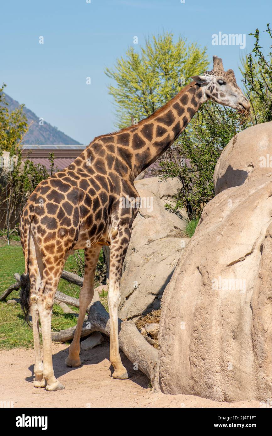 Beautiful giraffe in a zoo, tall African hoofed mammal belonging to the ...