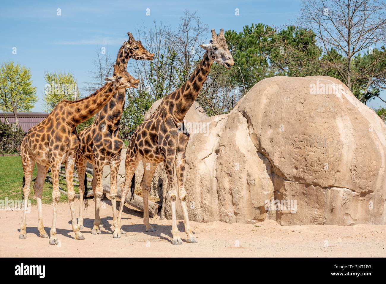 Beautiful family of giraffes in a zoo, tall African hoofed mammal ...