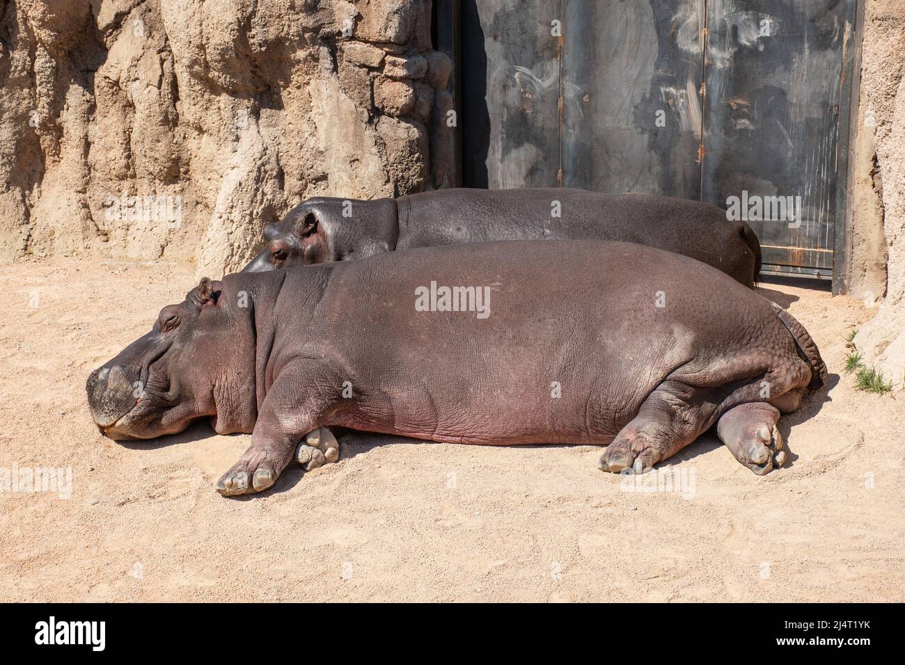 Beautiful family of hippopotamus or hippos sleeping in a zoo or ...