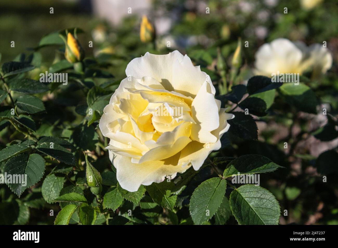 Beautiful yellow rose in the spring garden. Drops of a rose on a rose ...