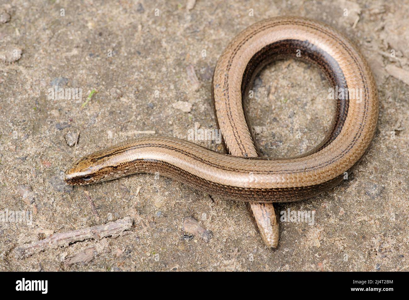 Rare animal, legless shiny harmless lizard slow worm on the ground ...