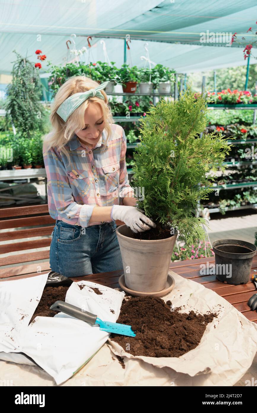 Woman planting a bush in flower pot using dirt in garden center Stock ...