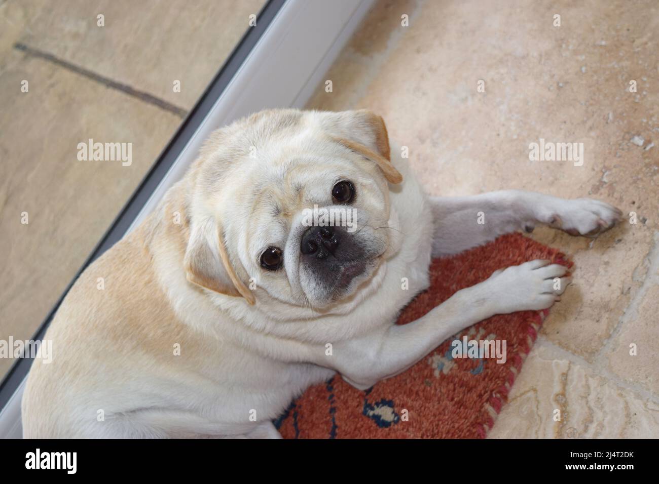 Thoughtful closeup of pug hi-res stock photography and images - Alamy