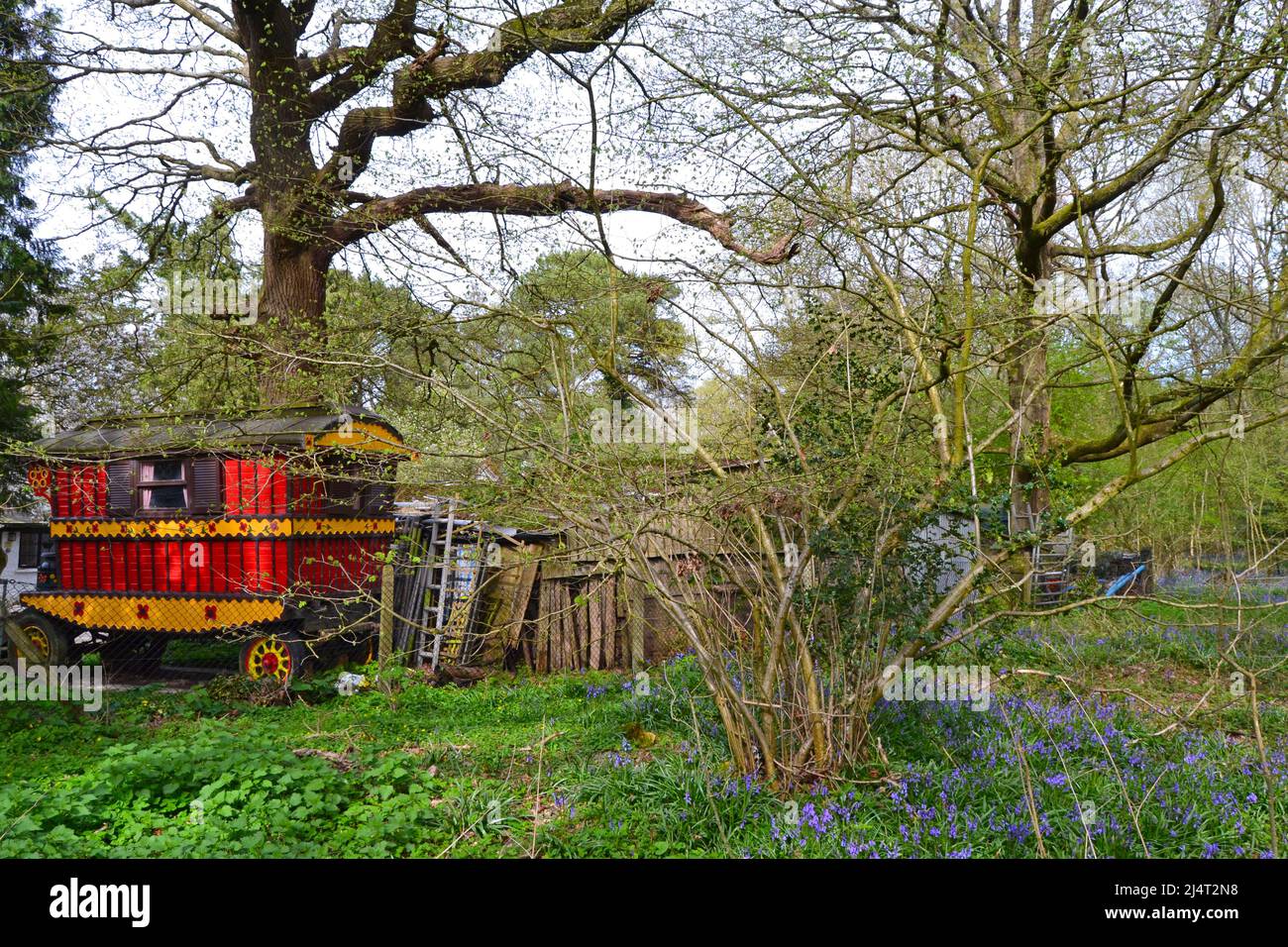 Bright red gypsy-style caravan in woodland in Kent near Cudham in New ...