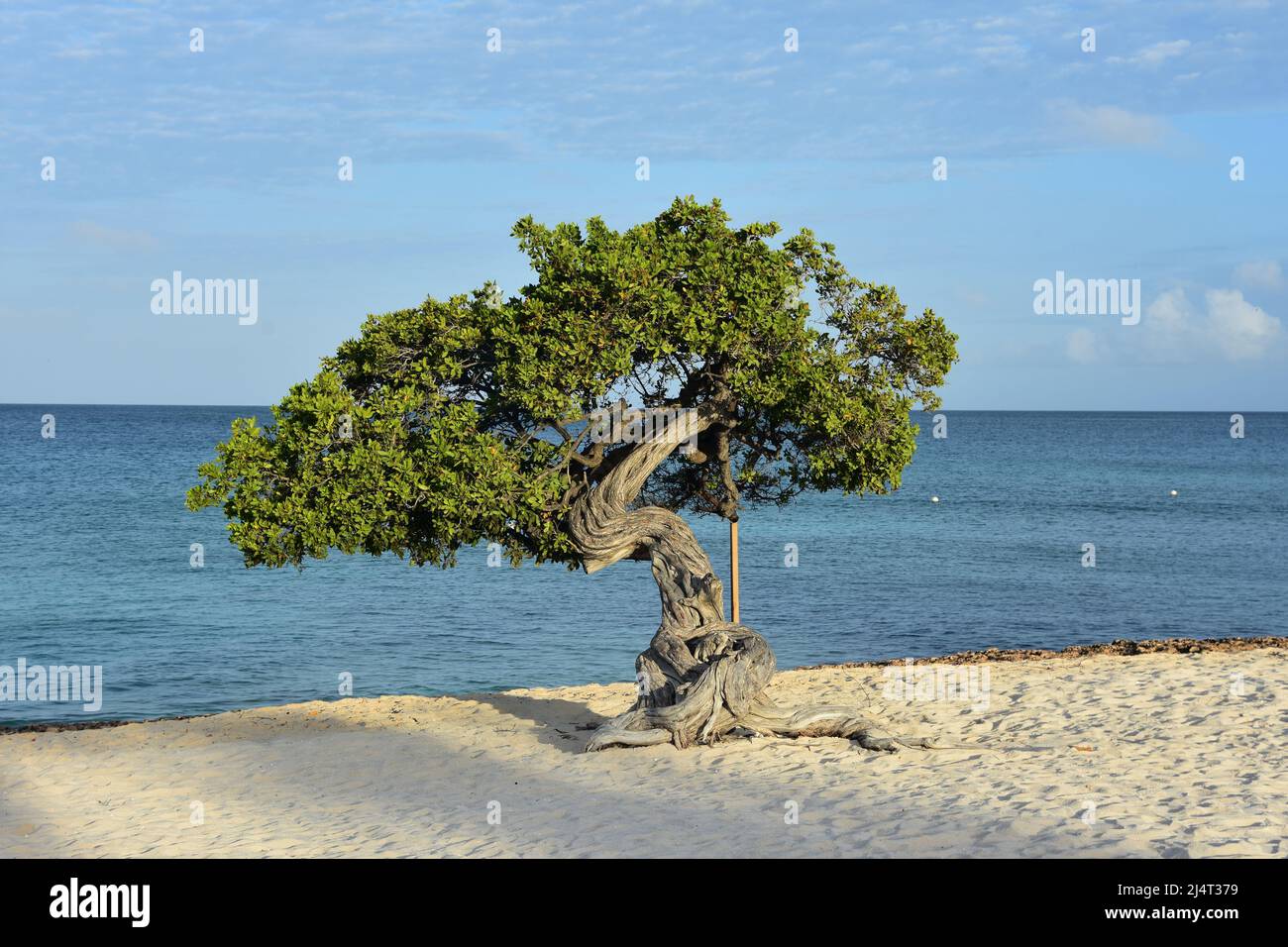 Gorgeous stunning look at a divi divi tree on the coast and shore of ...