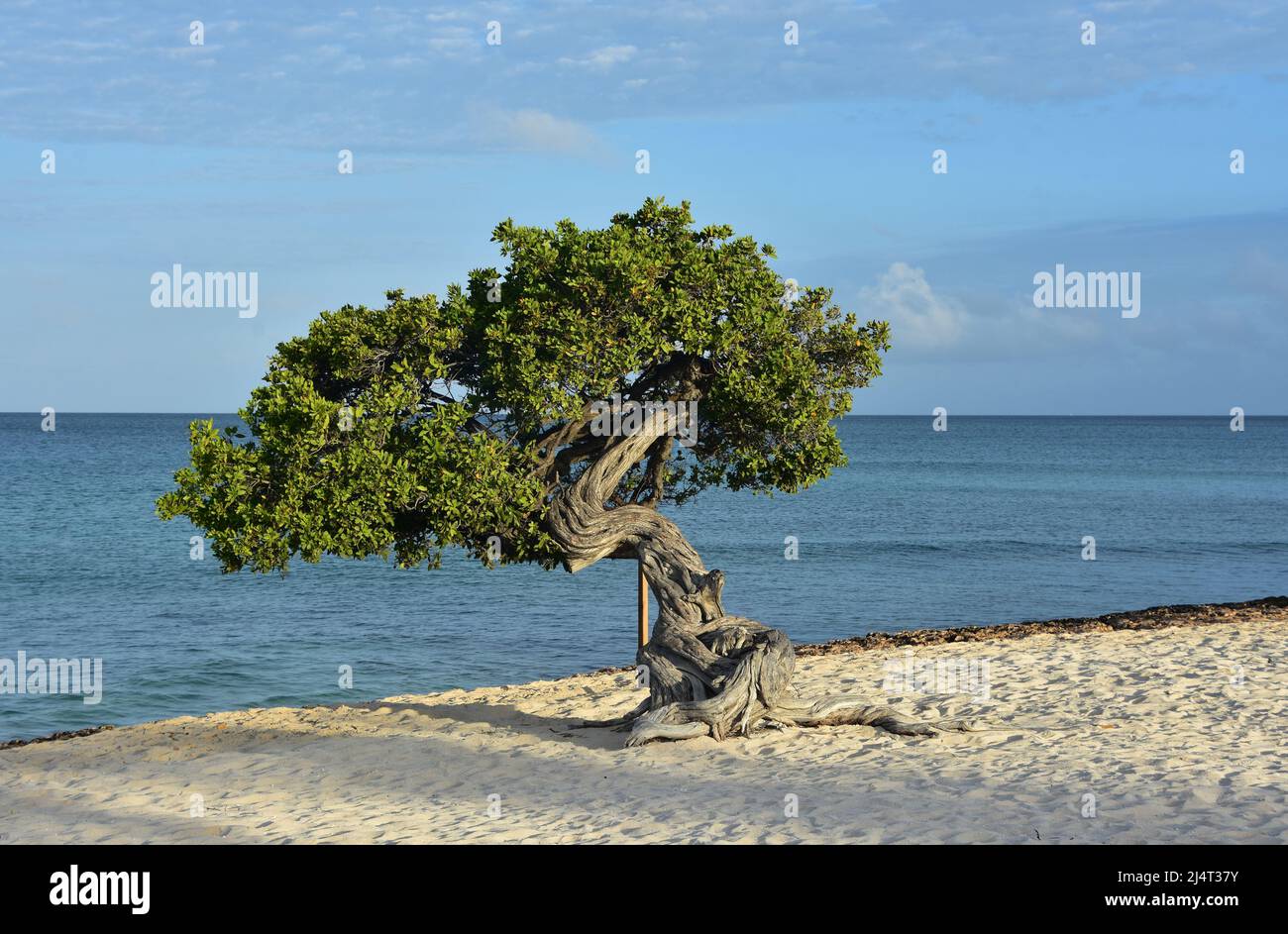 Beautiful view of a divi divi tree on Eagle Beach in Aruba Stock Photo ...