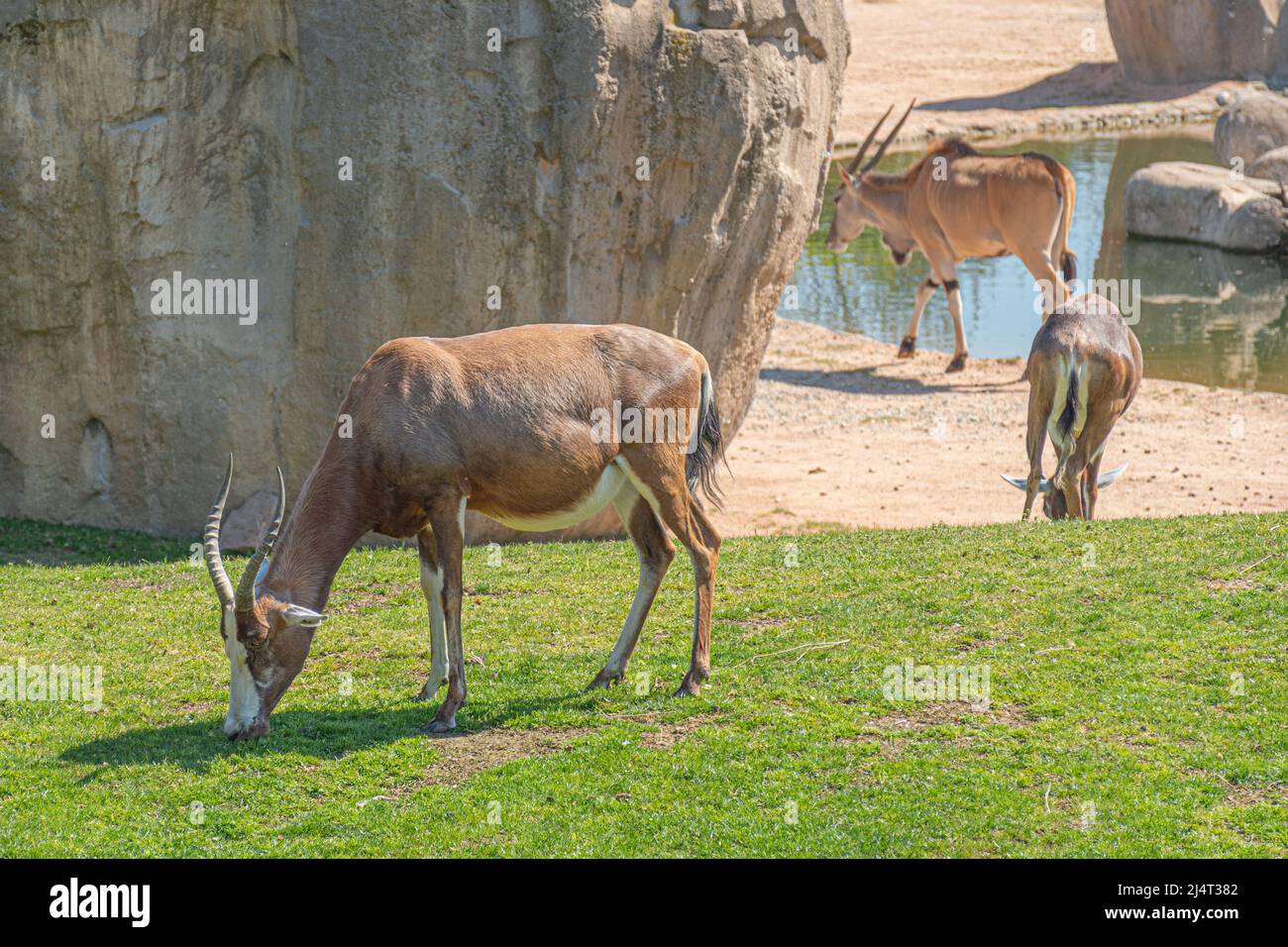 Common tsessebe, topi, sassaby or tiang and antelope eland. Damaliscus ...