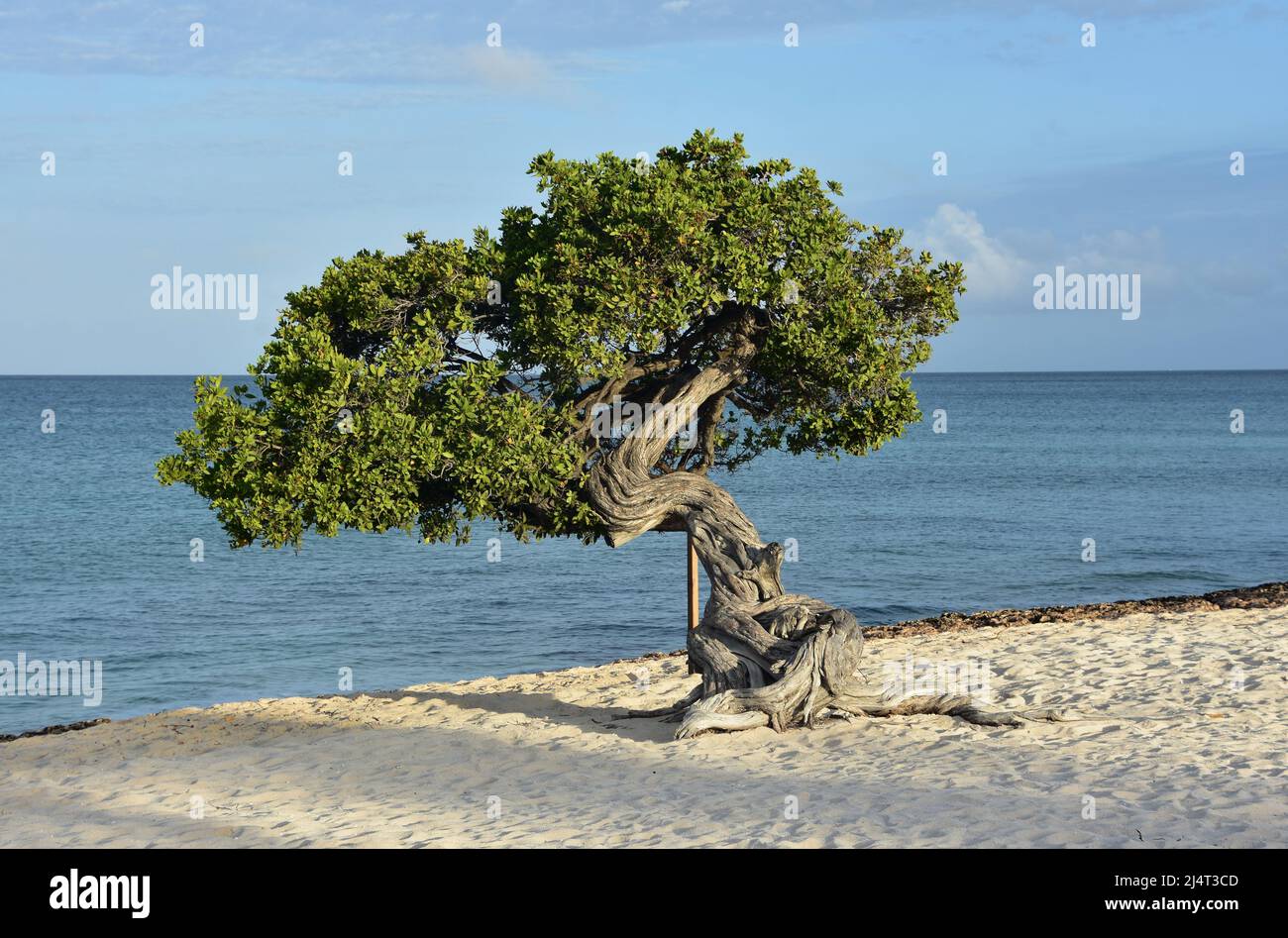 Iconic watapana tree in Aruba on a white sand beach Stock Photo - Alamy
