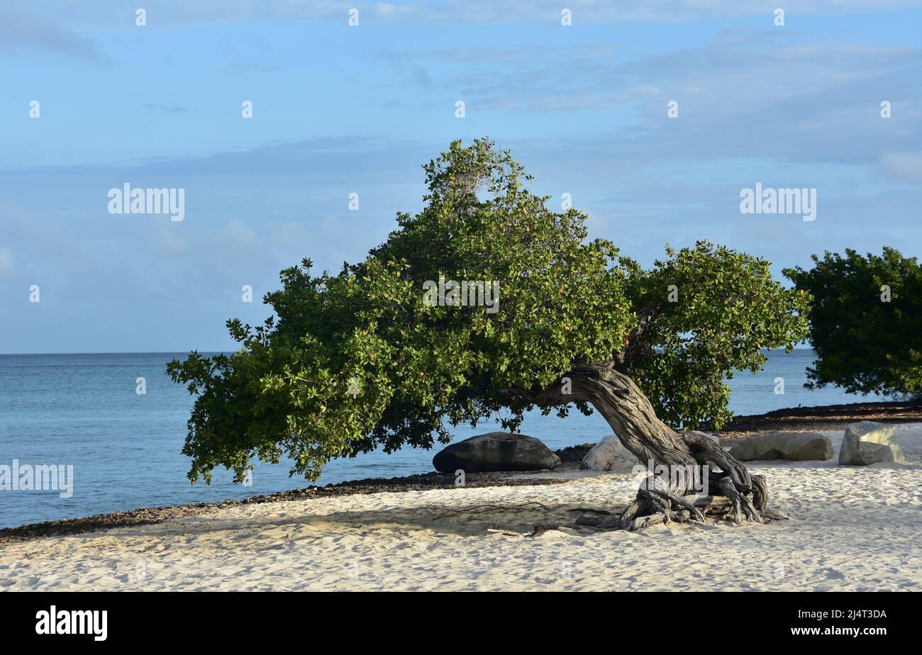 Beautiful view of a divi tree with sun shining on the leaves Stock ...
