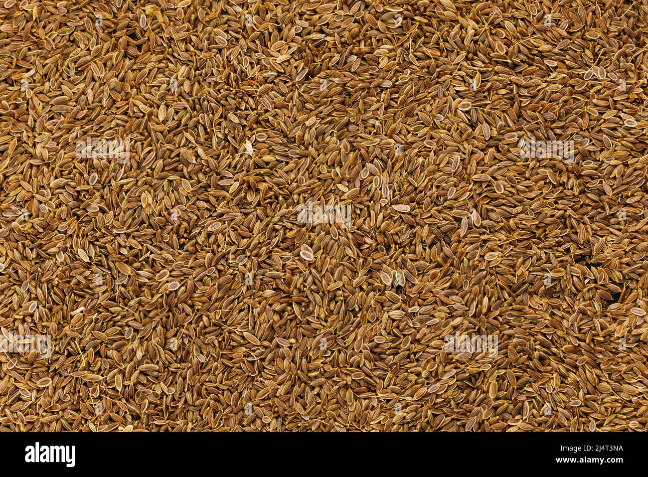 dry dill seeds on flat surface, flat texture and full-frame background ...