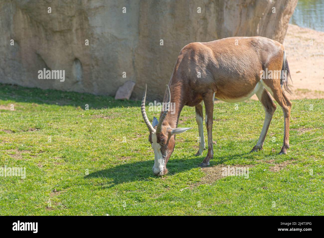 Common tsessebe, topi, sassaby or tiang and antelope eland. Damaliscus ...