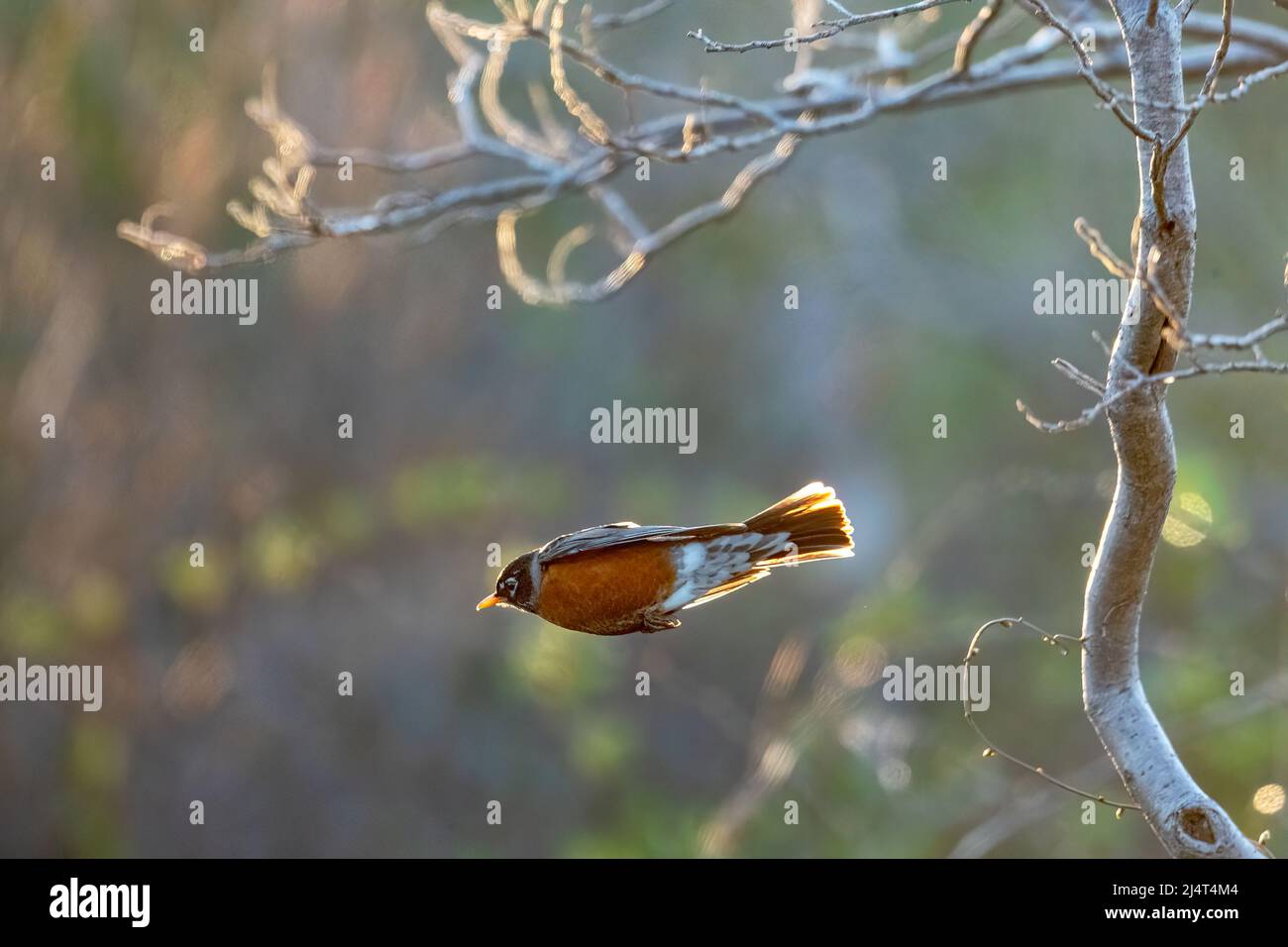 American robin flight Stock Photo - Alamy