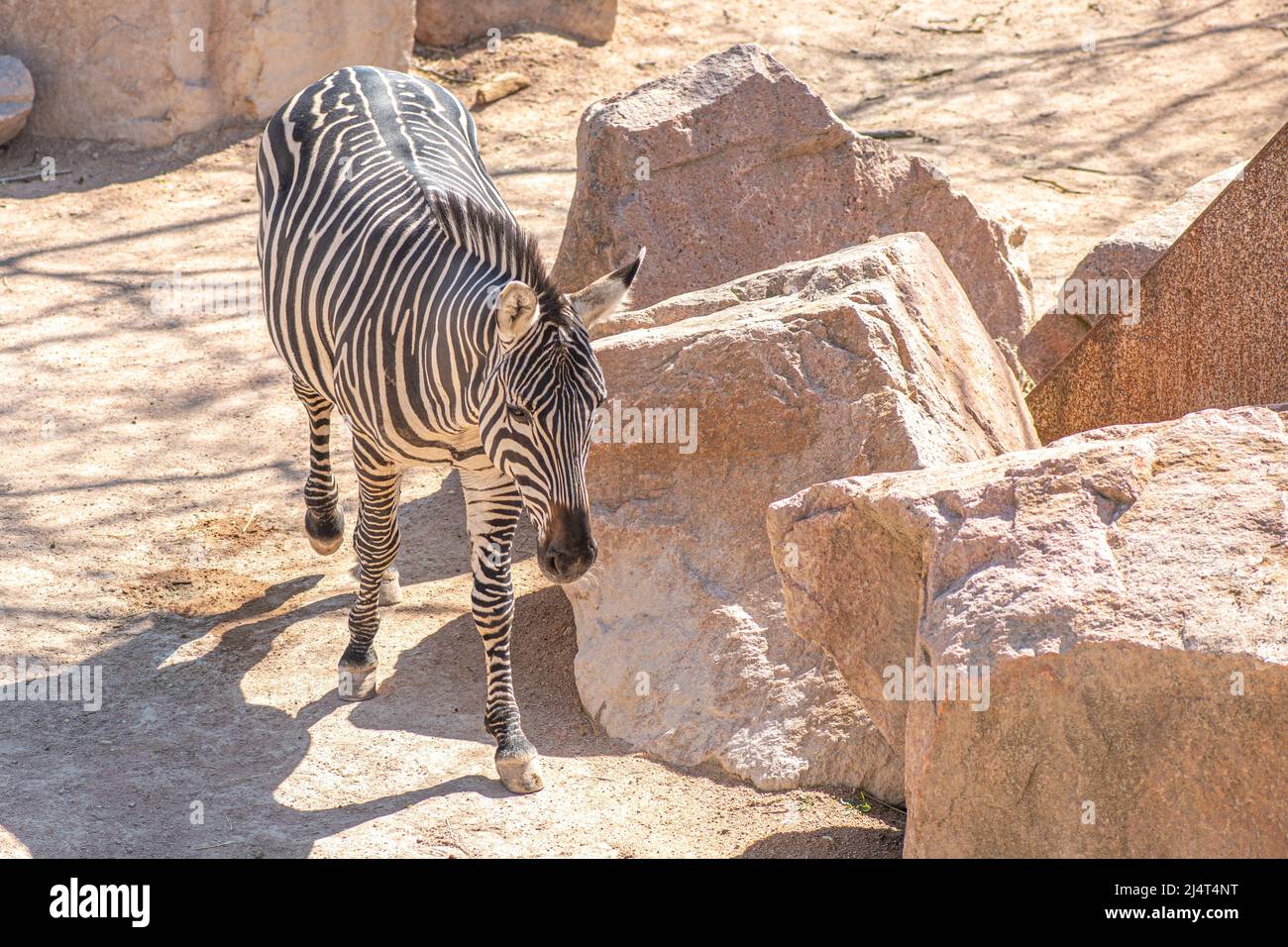 Beautiful plains zebra or zebras, hippotigris, African equines with ...