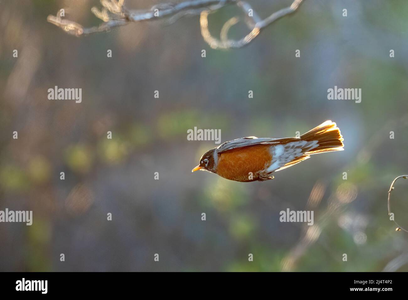 Robin flying hi-res stock photography and images - Alamy