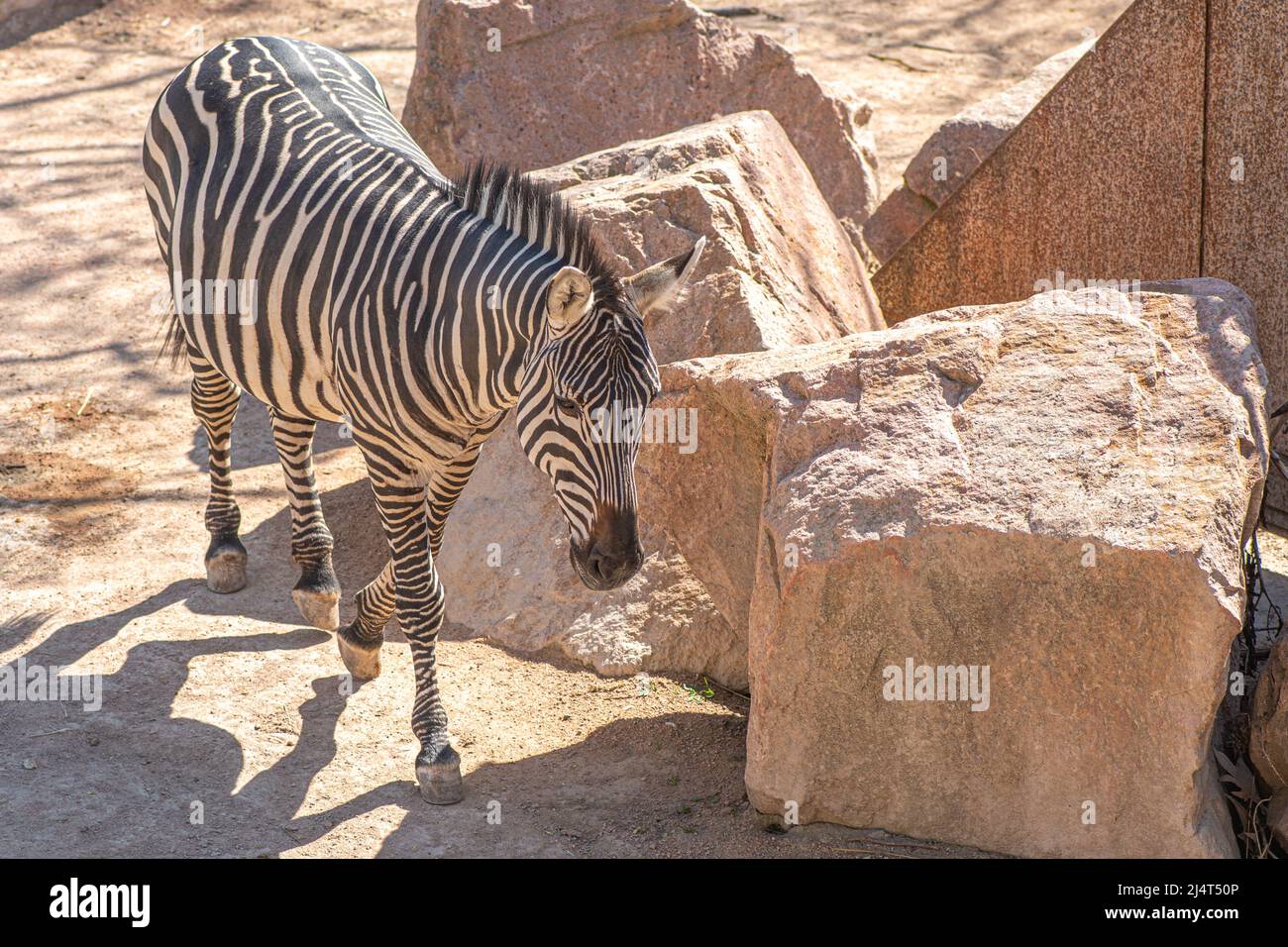Beautiful plains zebra or zebras, hippotigris, African equines with ...