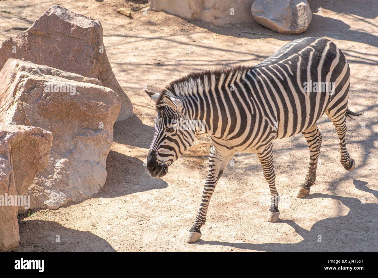 Beautiful plains zebra or zebras, hippotigris, African equines with ...