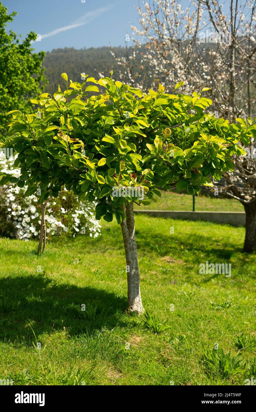 Direct sunlight on flower hi-res stock photography and images - Alamy