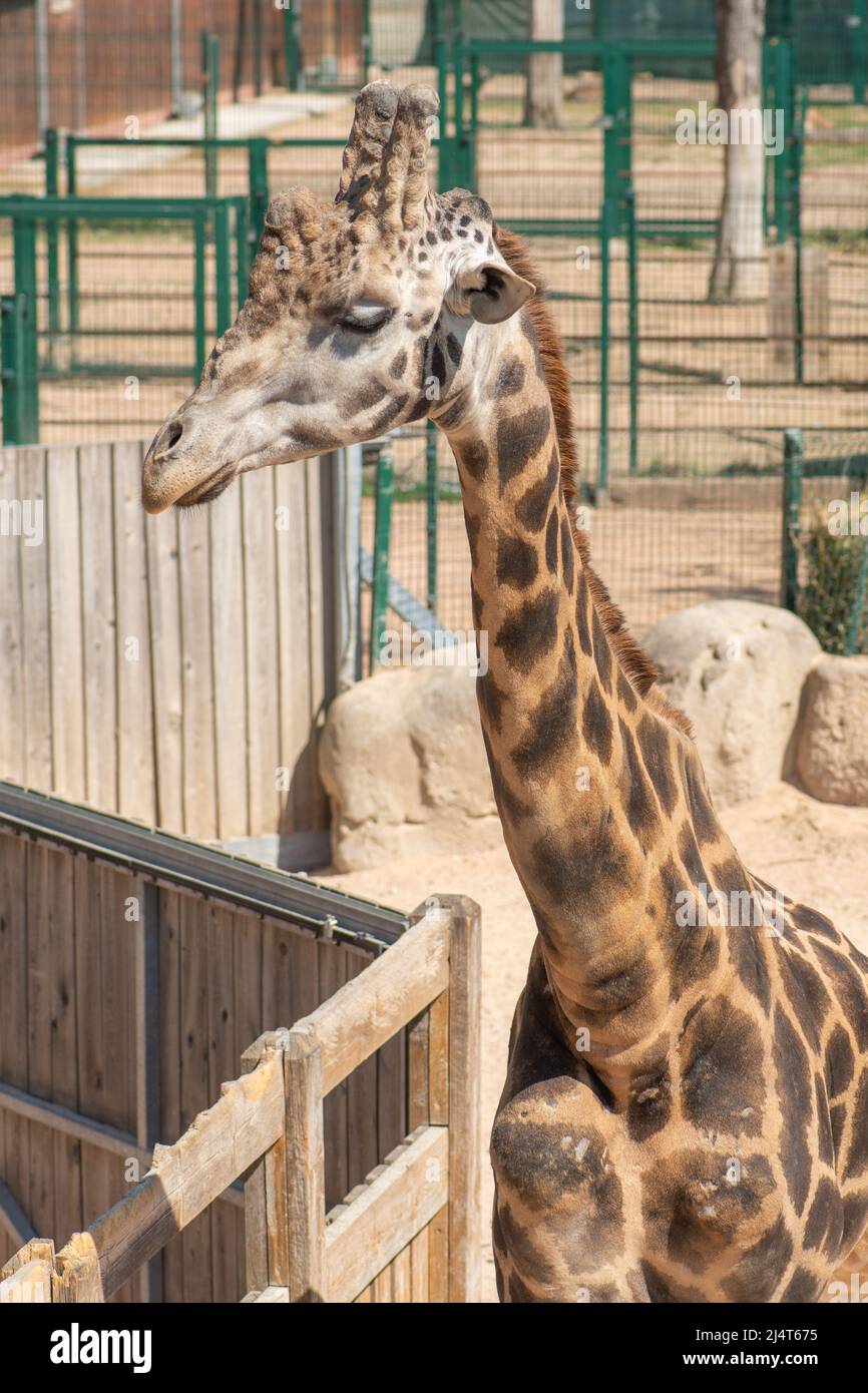 Beautiful giraffe in a zoo, tall African hoofed mammal belonging to the ...