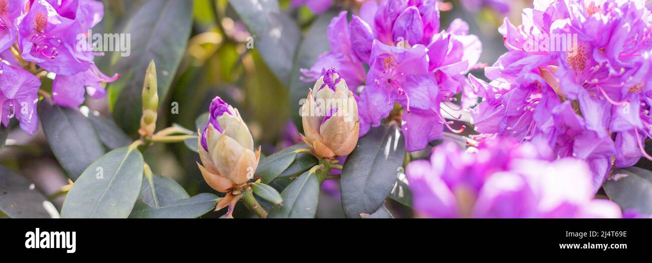 Pink rhododendron flower. Rhododendron pattern. Natural beauty ...