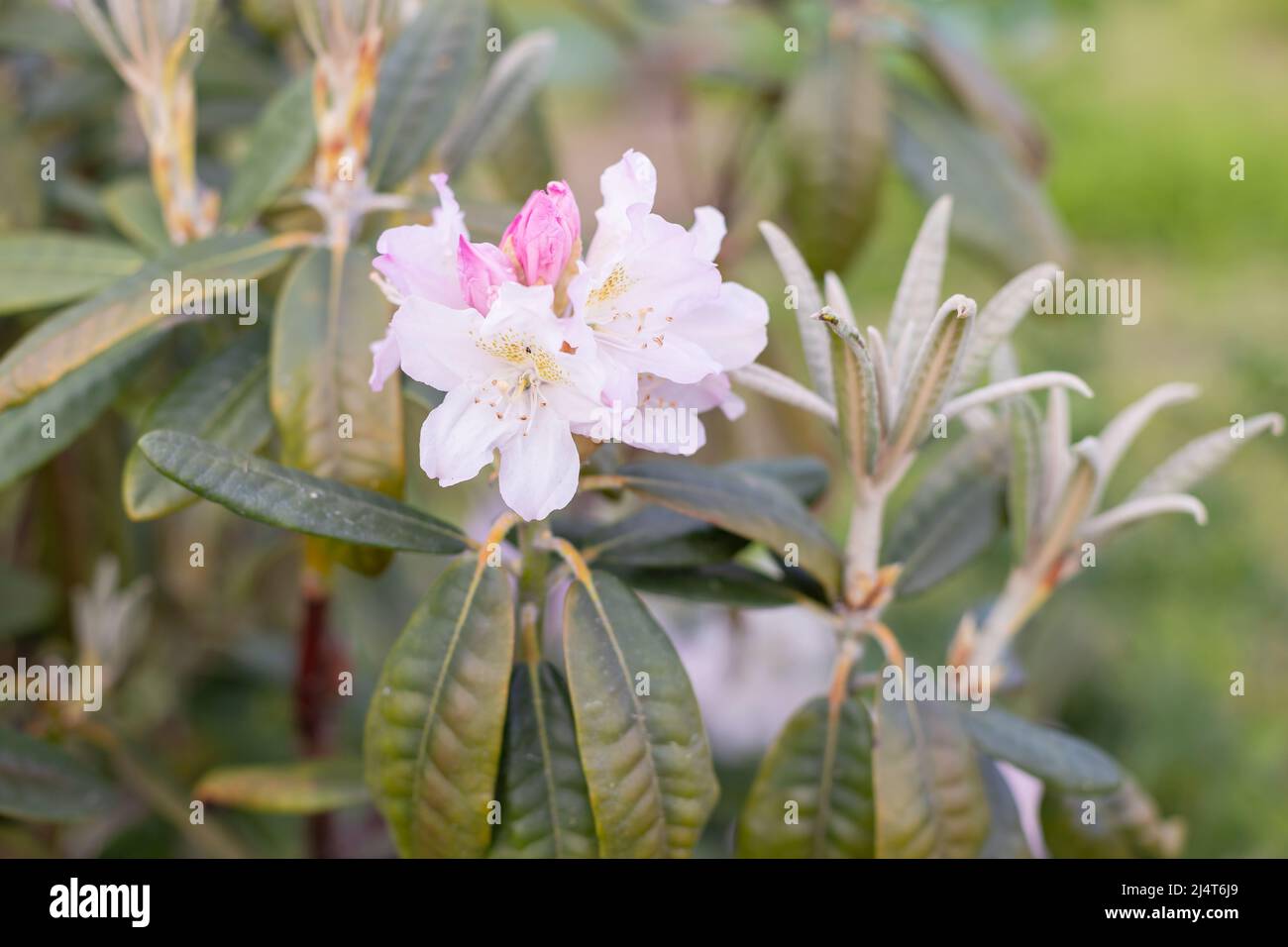 Pink rhododendron flower. Rhododendron pattern. Natural beauty ...