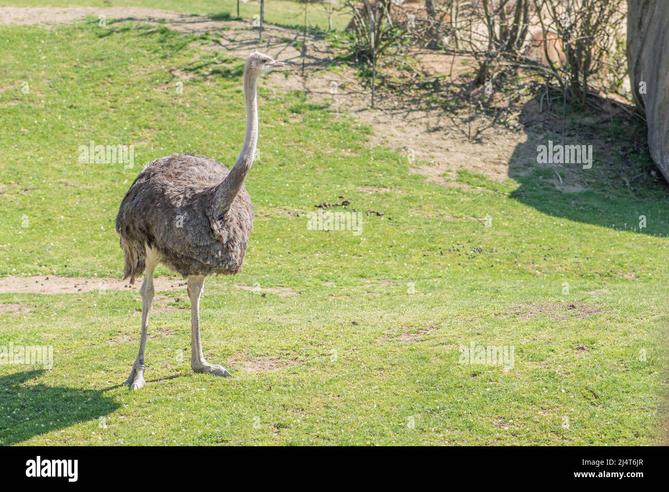 Common ostrich or Struthio camelus, species of flightless bird native ...