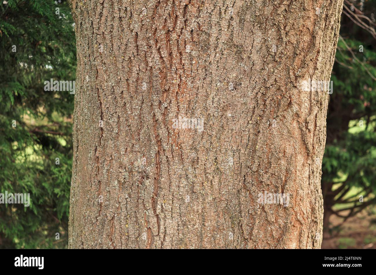 Textured tree trunk hi-res stock photography and images - Alamy