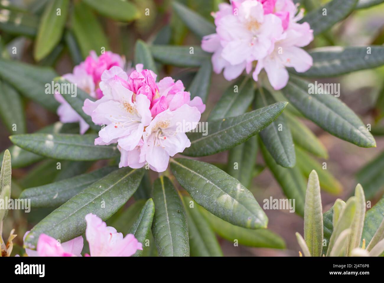 Pink rhododendron flower. Rhododendron pattern. Natural beauty ...