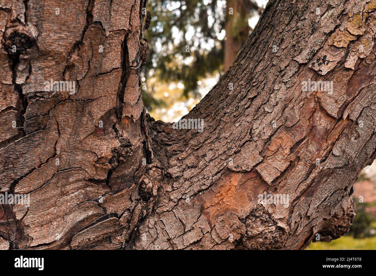Oxygen bark hi-res stock photography and images - Alamy