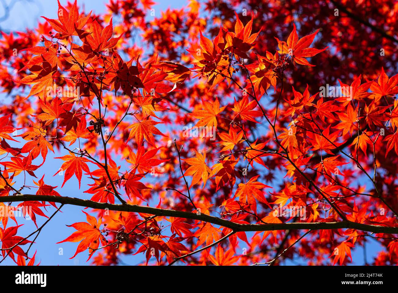Japanese Maple Leaves Stock Photo - Alamy