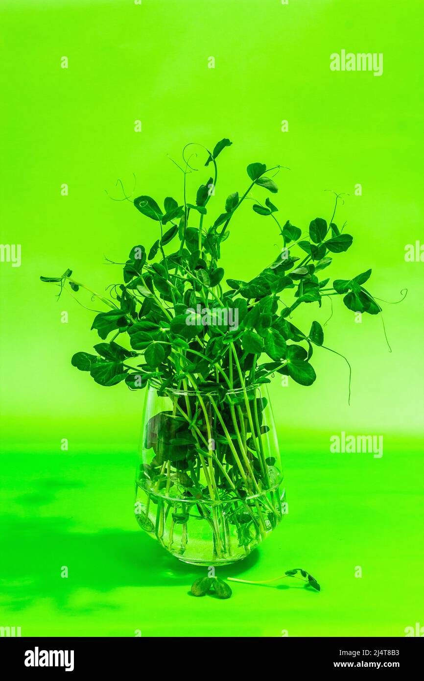 Sprouts of a young pea. Fresh food ingredient for a healthy lifestyle ...