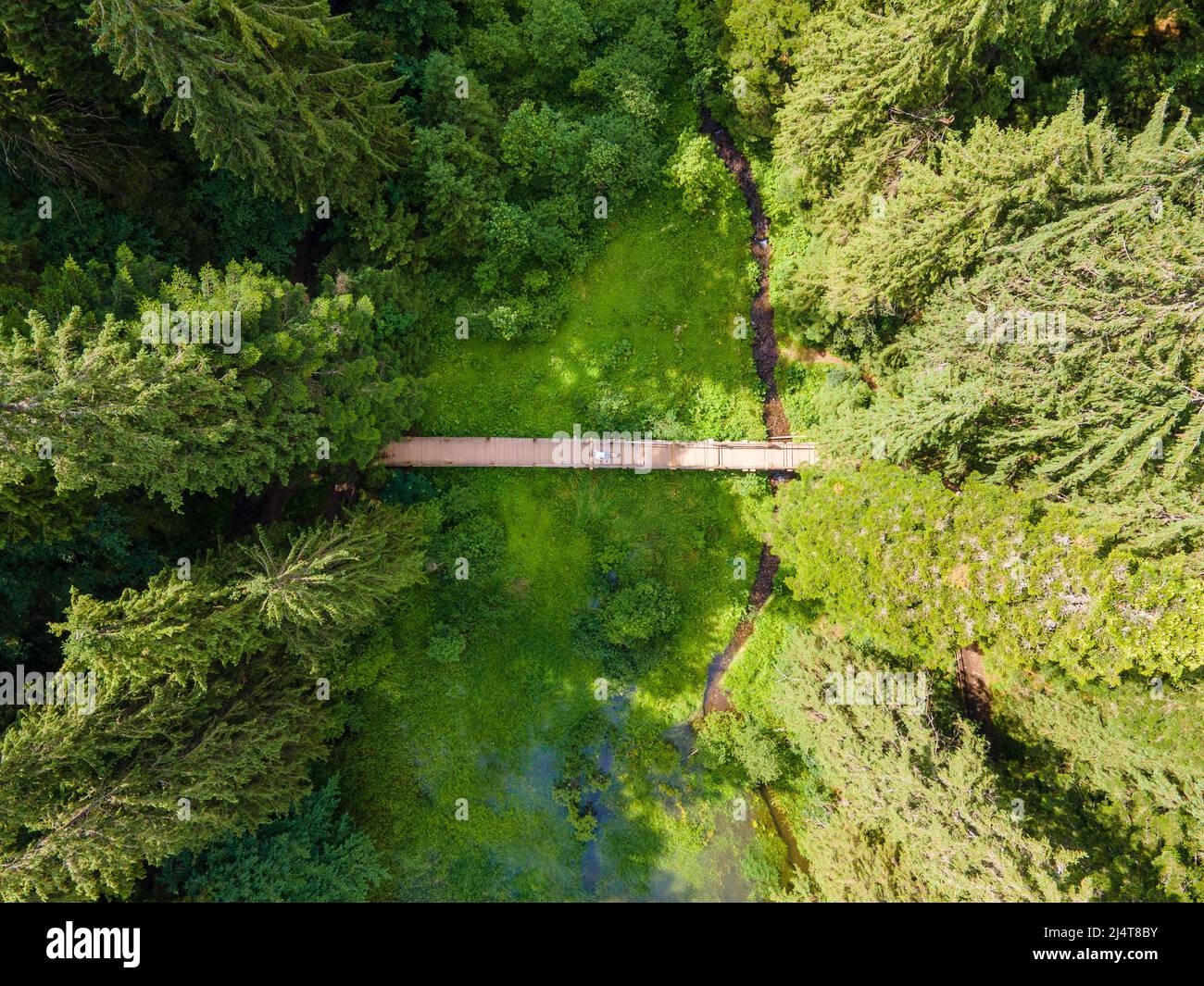 overhead view man hiker laying down on the trail in the forest ...