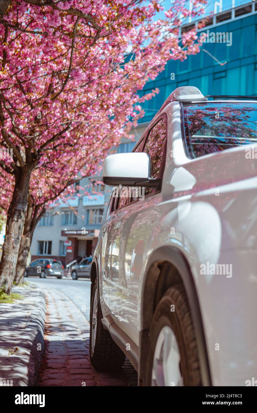 suv car parked under blooming sakura tree at sunny spring day Stock ...