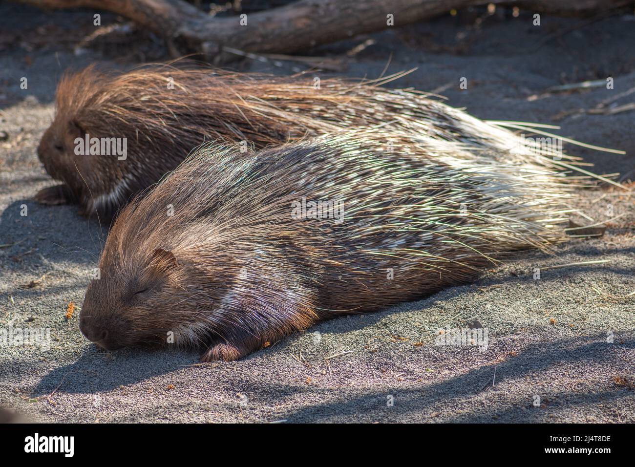 Couple of indian crested porcupines, hystricomorph rodent species ...