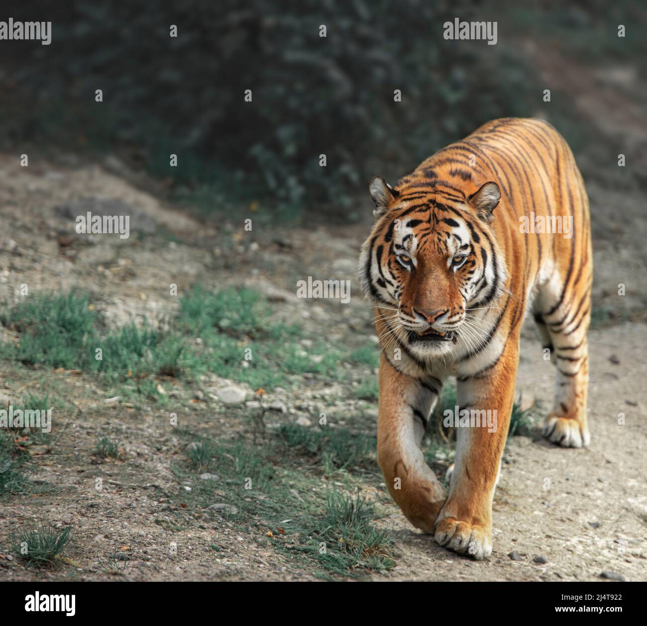 Wild tiger walks in the forest, wildlife Stock Photo - Alamy