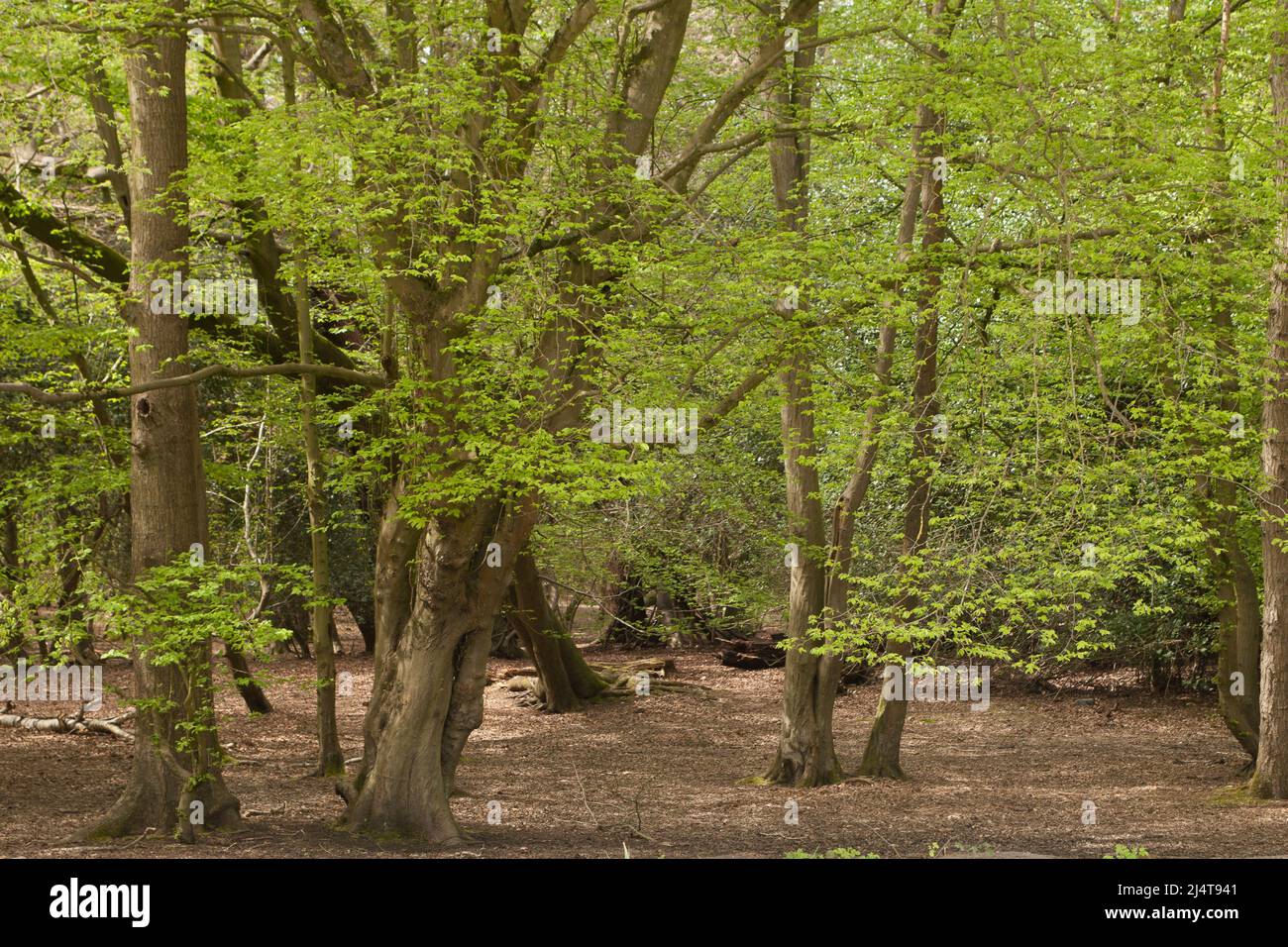 Fairmead Oak Epping Forest Essex, England UK Europe Stock Photo - Alamy