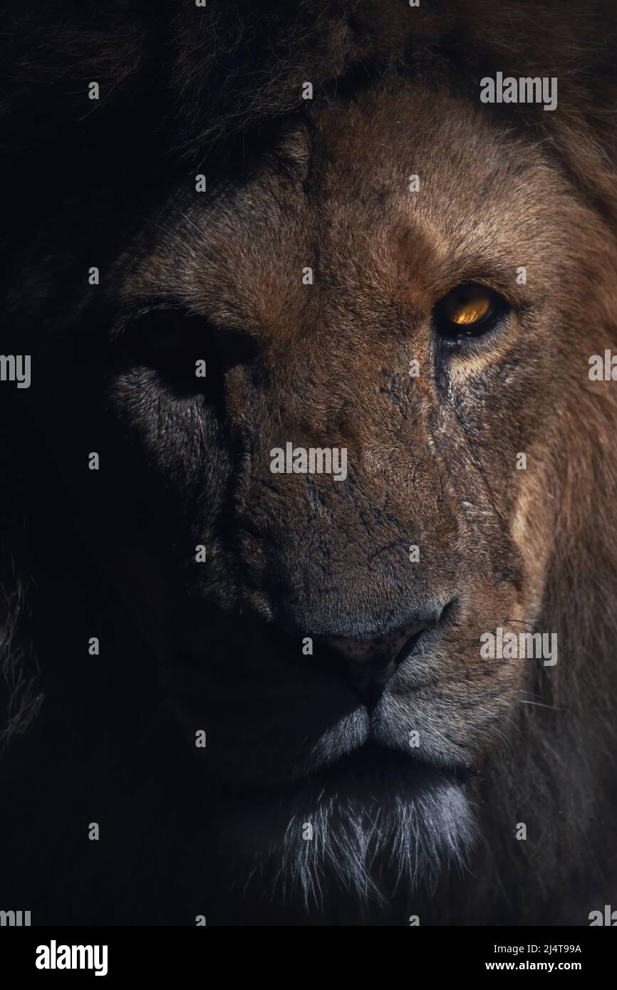 Lion portrait in shadow hi-res stock photography and images - Alamy