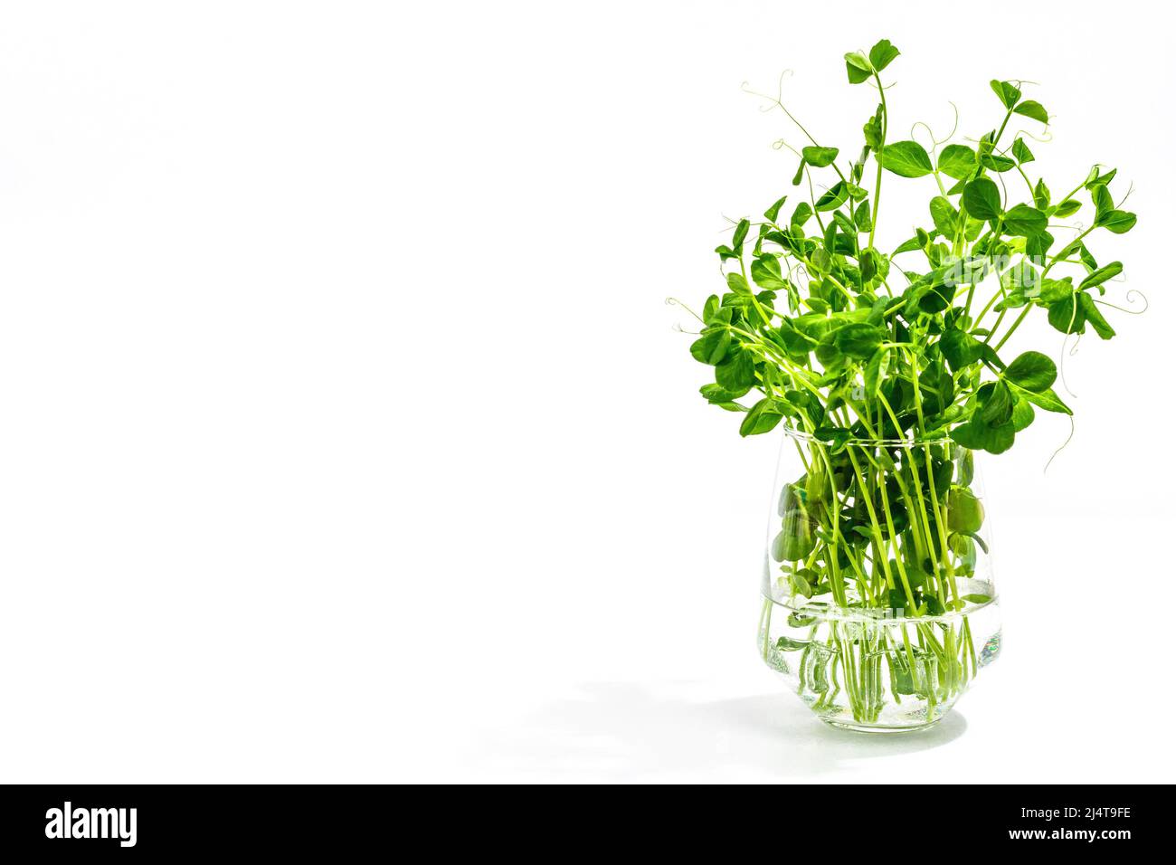 Sprouts of a young pea isolated on white background. Fresh food ...