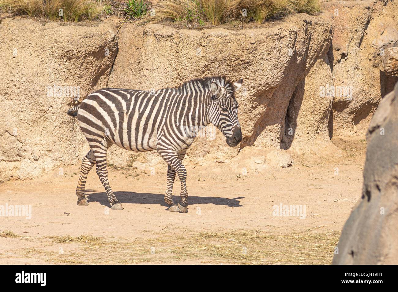 Beautiful plains zebra or zebras, hippotigris, African equines with ...