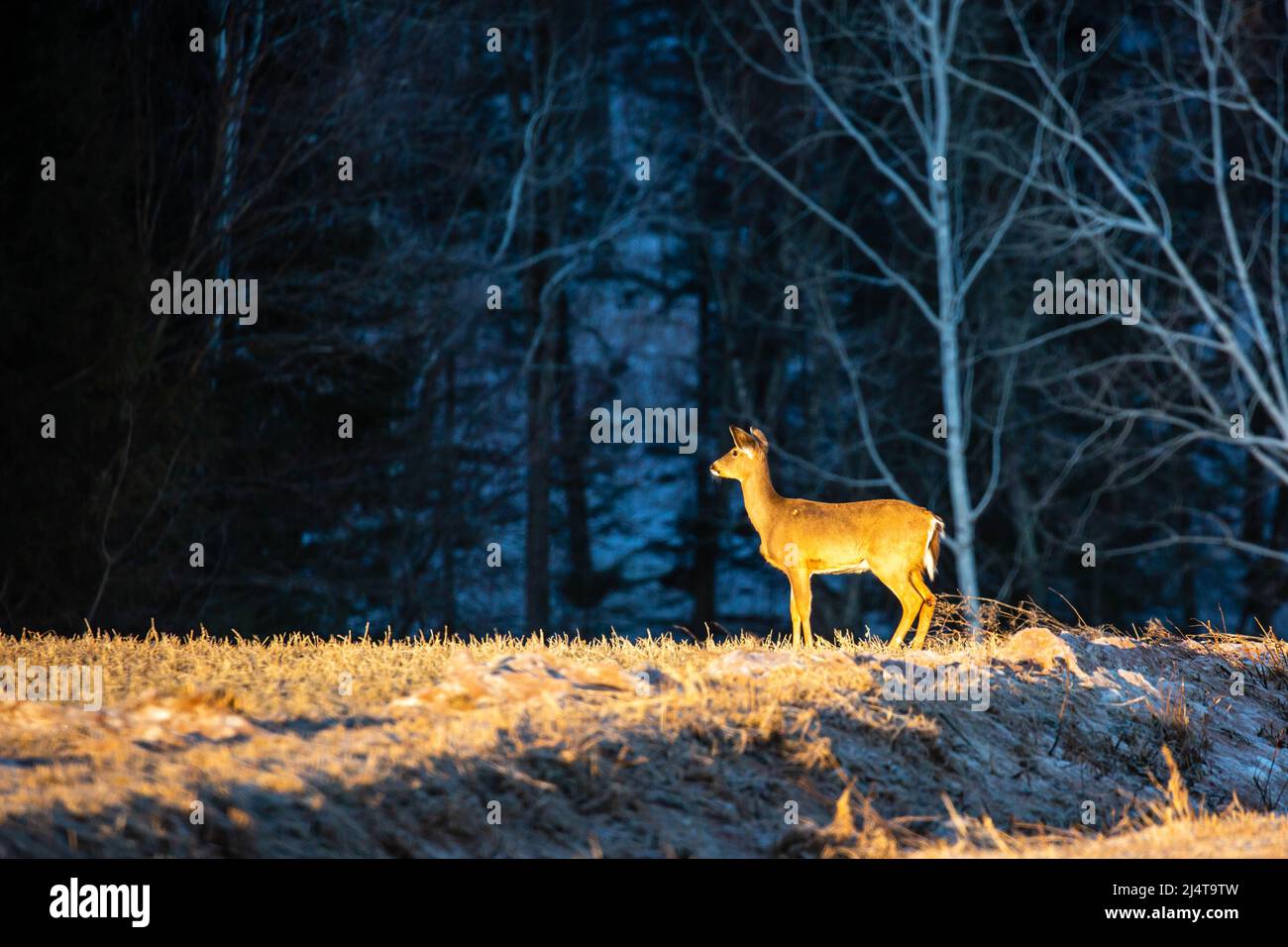 Whitetail deer tree spring hi-res stock photography and images - Alamy