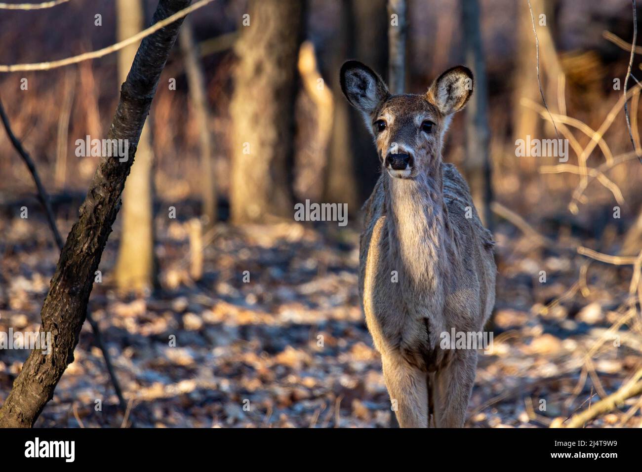 Whitetail deer tree spring hi-res stock photography and images - Alamy