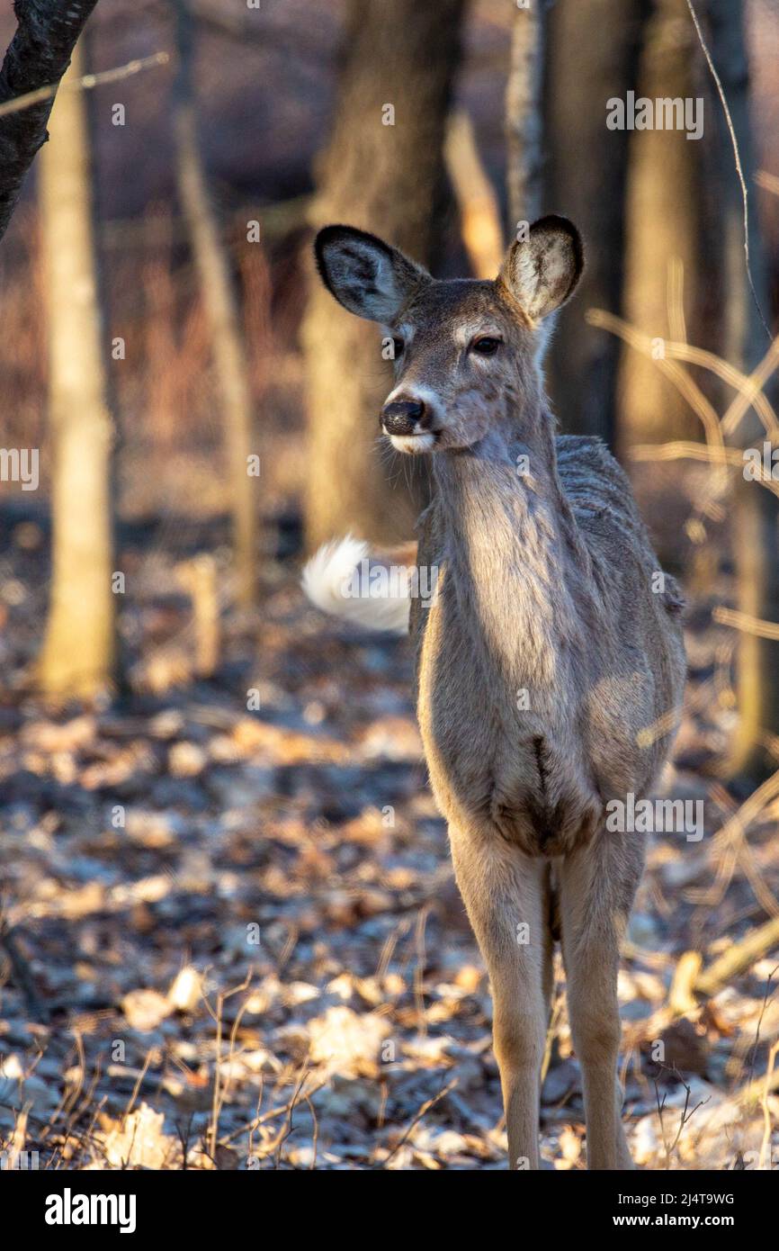 White-tailed deer (odocoileus virginianus) standing in a Wisconsin ...