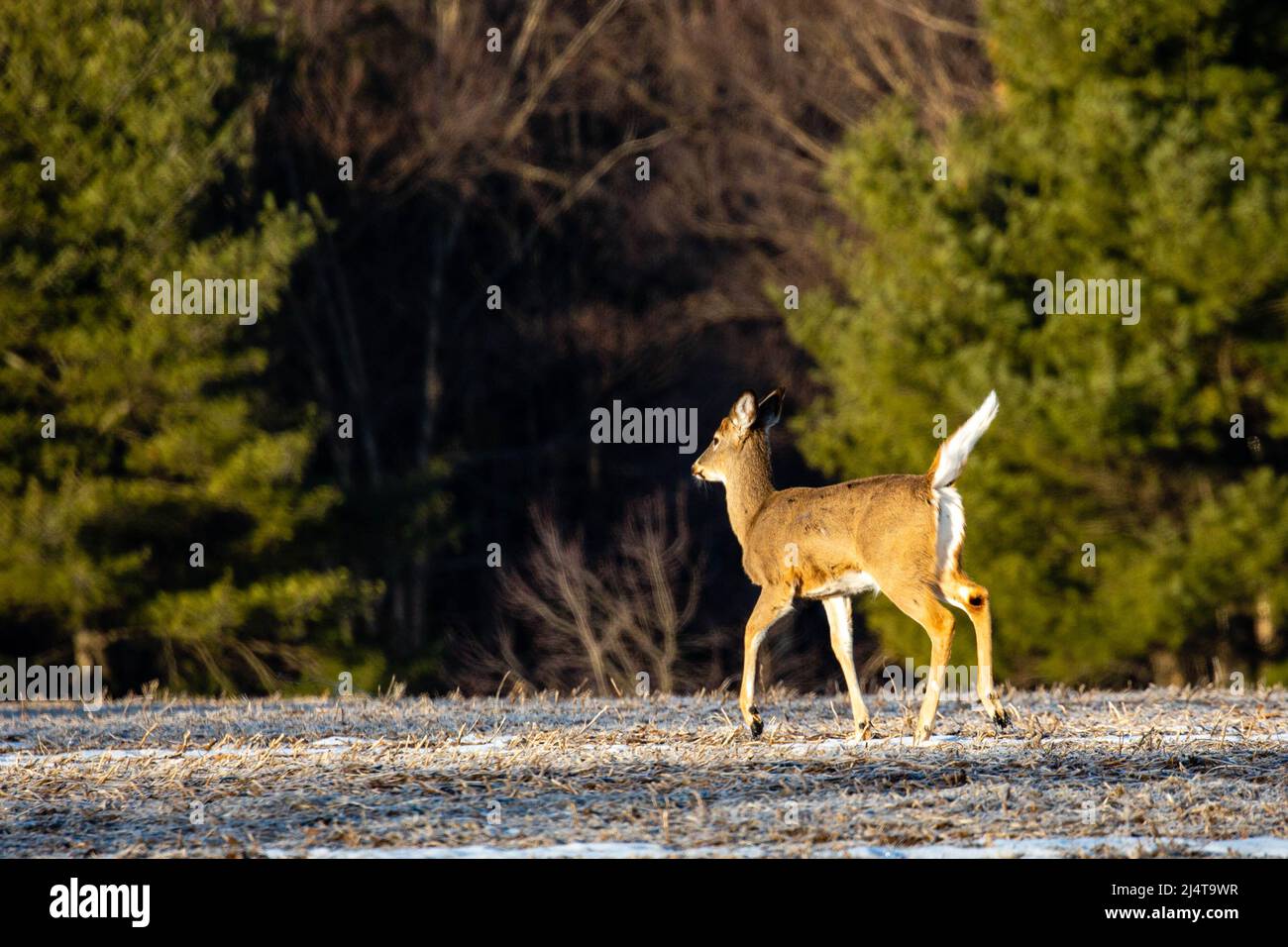 White-tailed deer (odocoileus virginianus) walking in a Wisconsin field ...