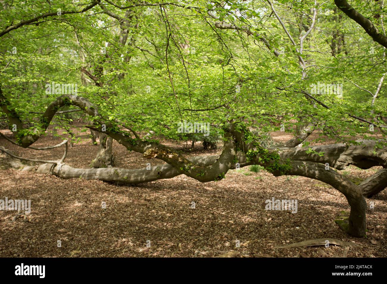 Fairmead Oak Epping Forest Essex, England UK Europe Stock Photo - Alamy