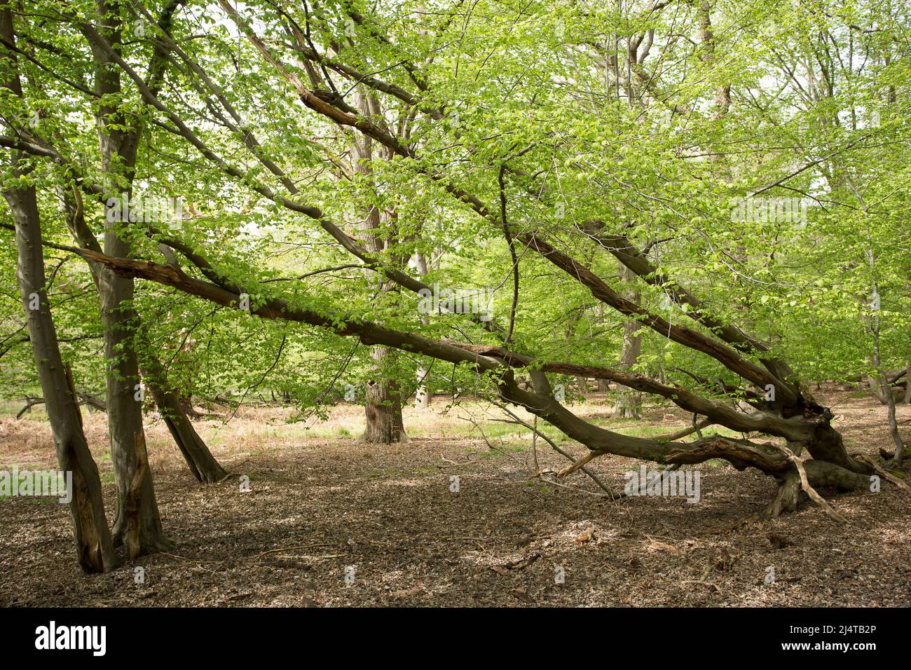 Fairmead Oak Epping Forest Essex, England UK Europe Stock Photo - Alamy