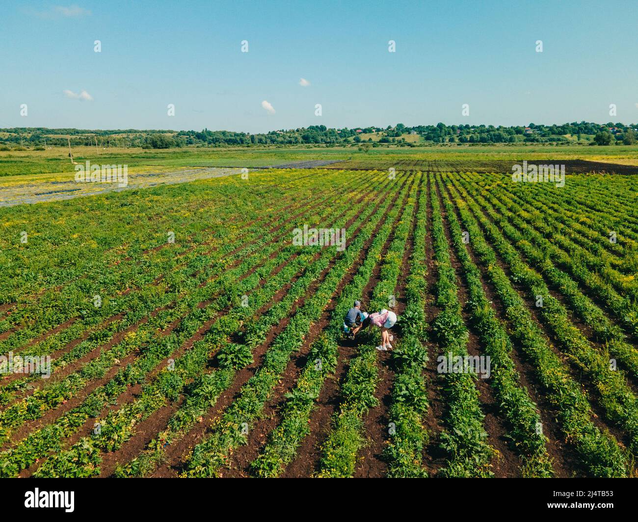 overhead view mother with son at strawberry farm gathering vitamins ...