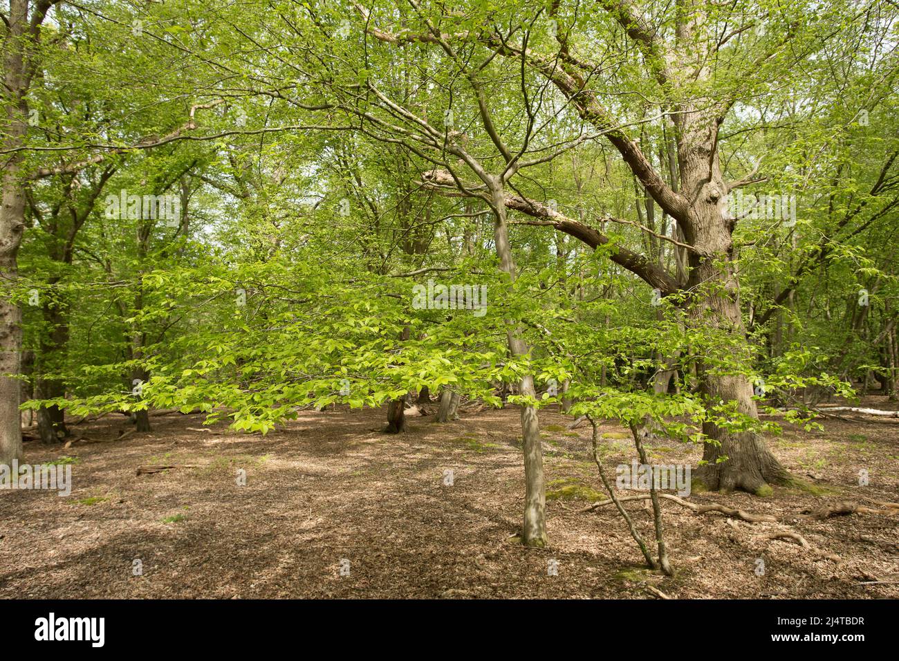 Fairmead Oak Epping Forest Essex, England UK Europe Stock Photo - Alamy